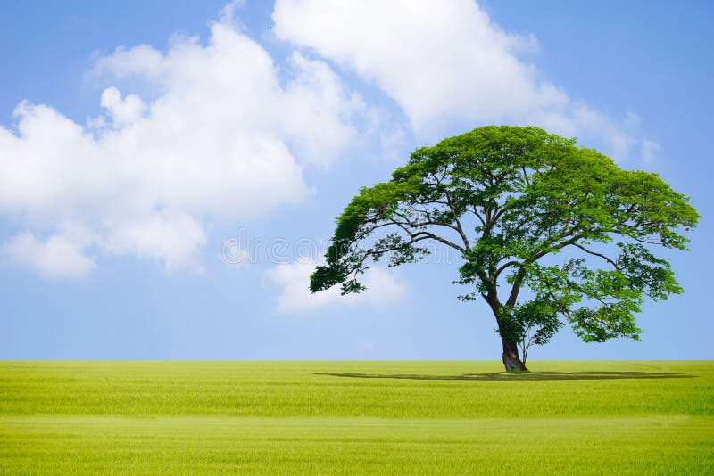 Big Tree in the Garden and the Sky Good Environment Stock Image - Image ...