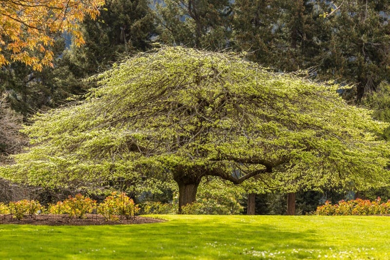 Big tree in garden stock photo. Image of picnic, landscape - 60900350