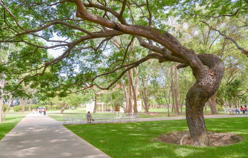 Big tree in garden editorial stock image. Image of style - 55264714