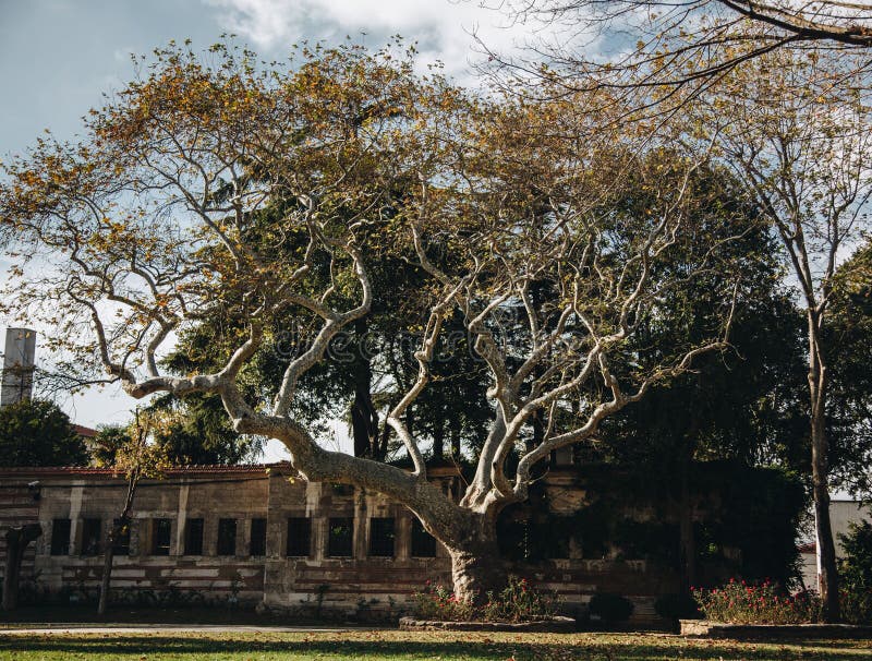 Big Tree in the Garden of Topkapi Palace . Istanbul Turkey Stock Image ...