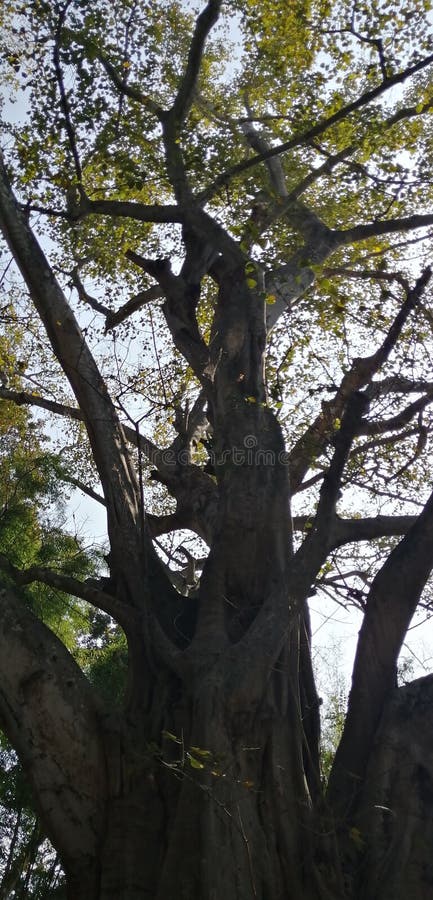 Big tree, giant tree stock photo. Image of leaf, autumn - 206297698