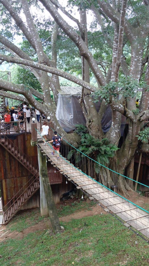 1,365 Big Coffee Tree Stock Photos - Free & Royalty-Free Stock Photos ...