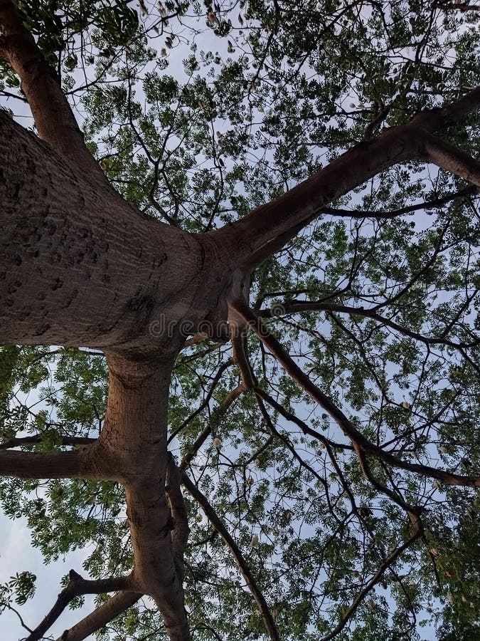 Tree Aesthetic stock photo. Image of aesthetic, edited - 137542862