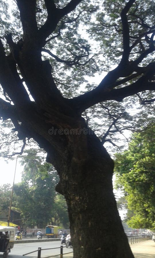 Big Tree Giving Nice Pose To Click Stock Image - Image of pose, giving ...