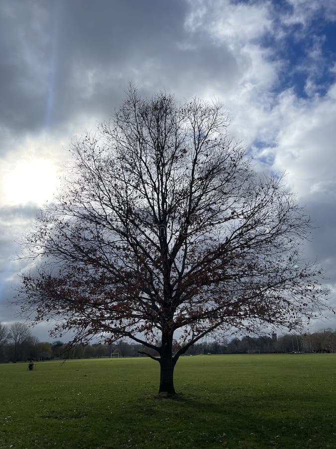 Beautiful Big Tree on a Field Stock Photo - Image of park, beautiful ...