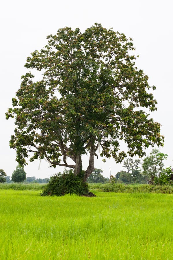 Big Tree in the Green Fields. Stock Image - Image of bright, land: 77398289