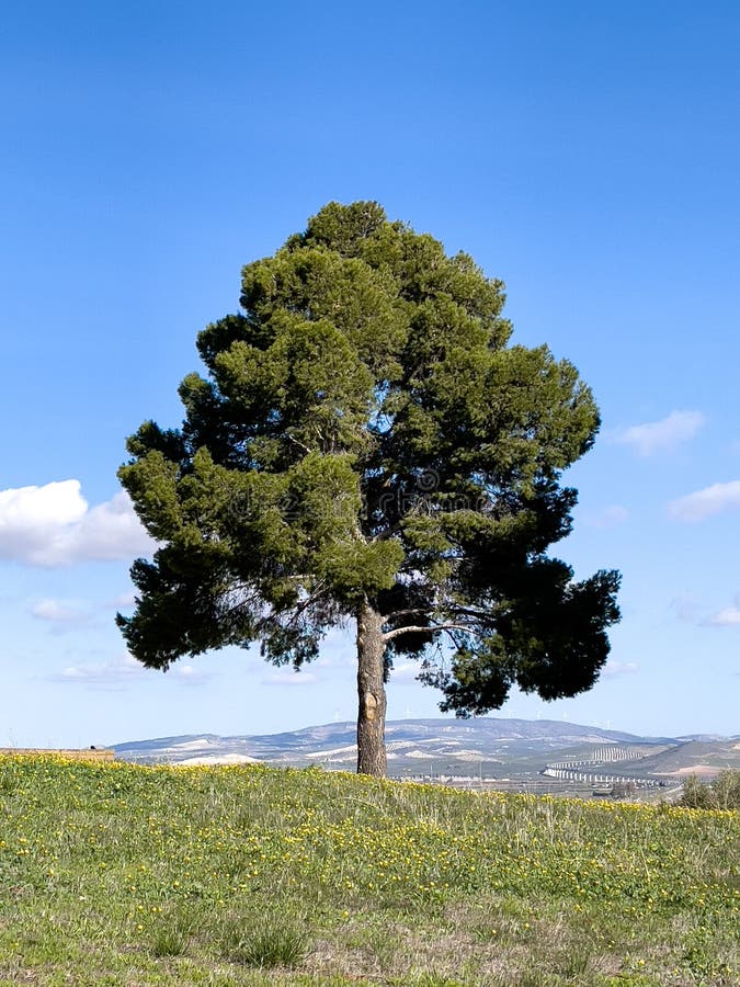 Big tree and green grass stock image. Image of plantation - 245304845