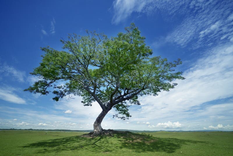 Big tree on green grass stock photo. Image of fresh - 149879448