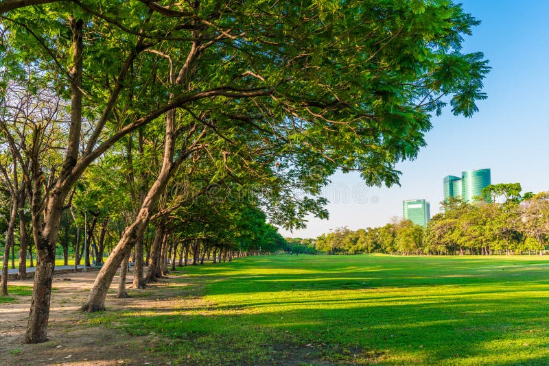 Big Tree Green Grass in the Park Stock Image - Image of leaf, cloud ...