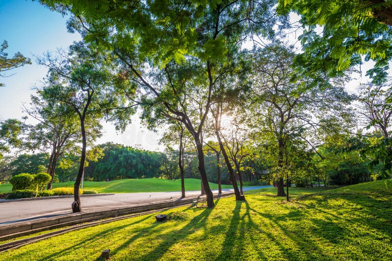 Big Tree Green Grass in the Park Stock Photo - Image of city, green ...