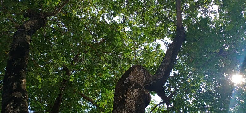Big tree green leaf stock photo. Image of tree, green - 194948092
