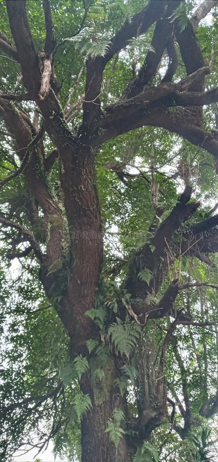 Big Tree with Green Leaf and Strong Stem Stock Photo - Image of stem ...