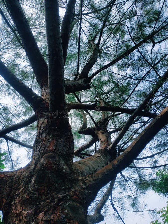 Big Tree with a Green Leave Very Nature Stock Image - Image of plant ...