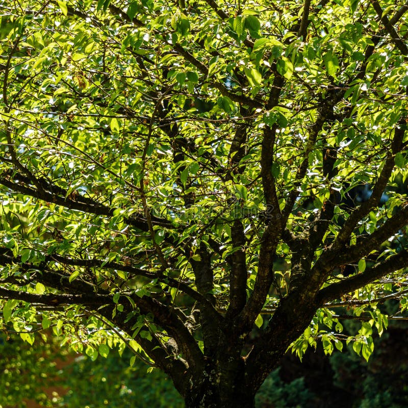 Big Tree with Green Leaves Close Look Stock Image - Image of moss ...