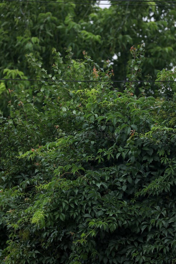 Big tree with green leaves stock image. Image of leaf - 119446403
