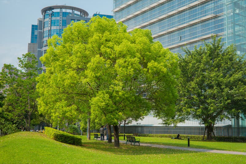 A Big Tree with Green Leaves Stock Image - Image of green, concept ...
