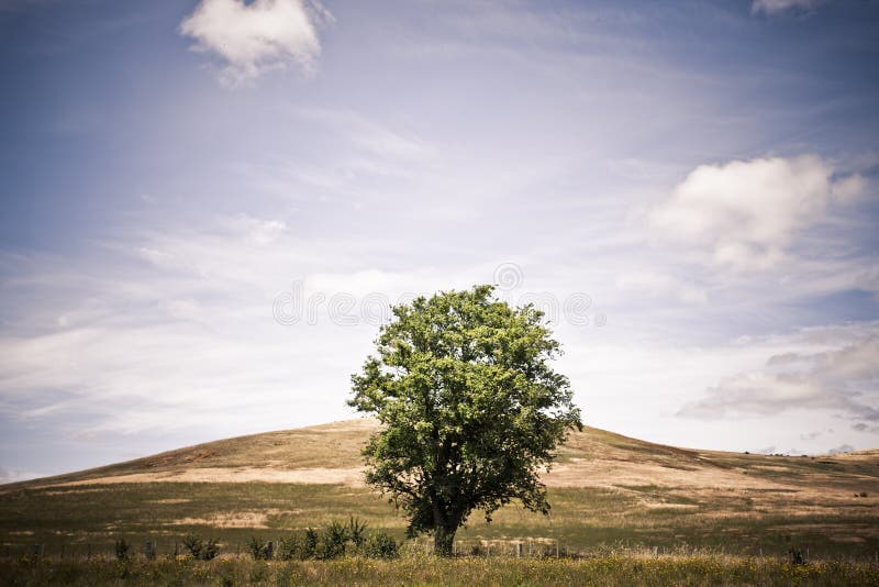 Big tree stock photo. Image of weather, nature, green - 31299102