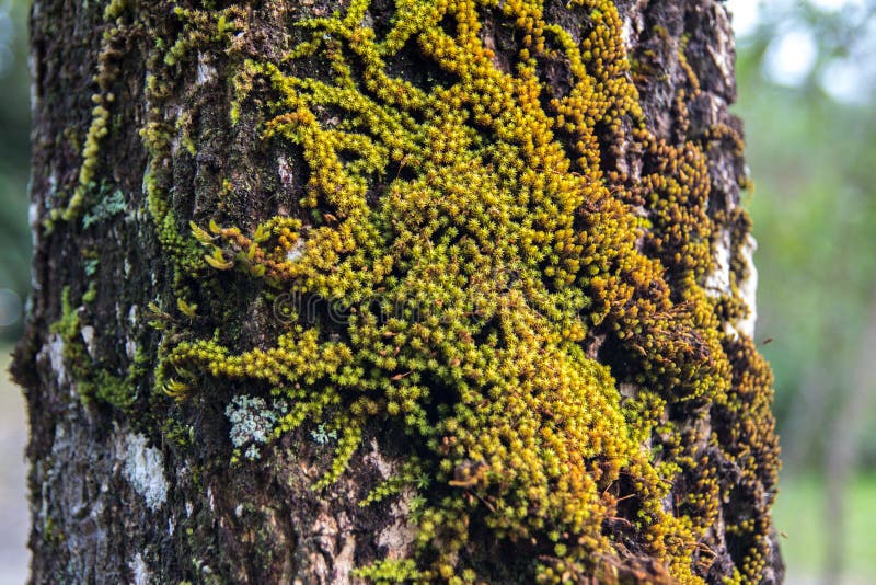 Big tree with green mos stock photo. Image of beautiful - 104547342