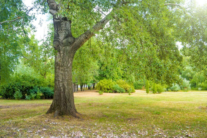 Big tree in the green park stock photo. Image of bright - 76645500