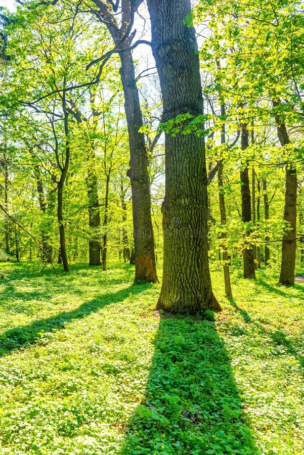 Big Tree in Green Spring Forest Stock Photo - Image of sunny, park ...