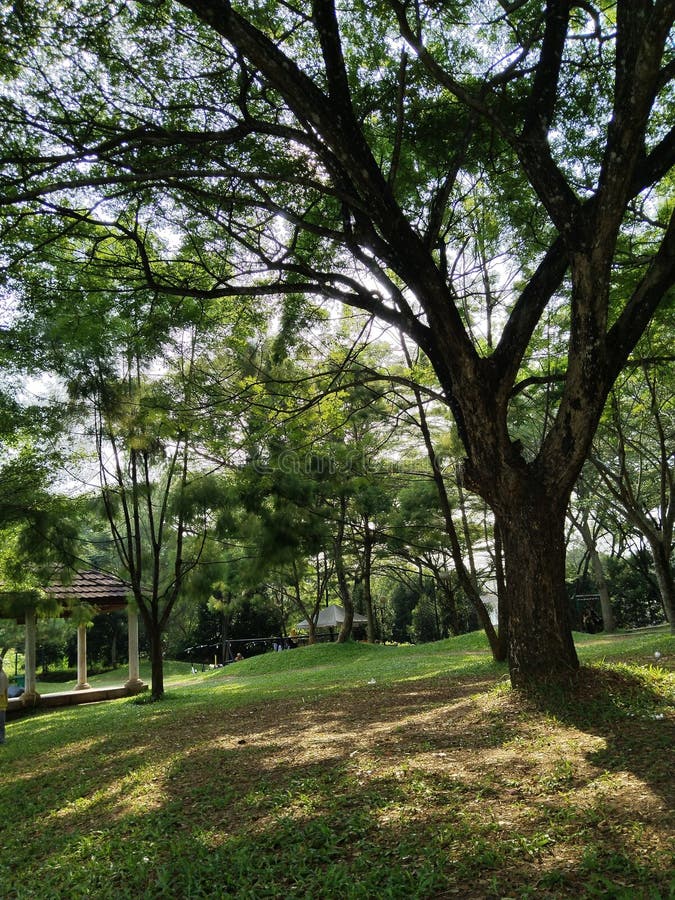 A Big Tree that is Green and Very Beautiful Stock Photo - Image of ...
