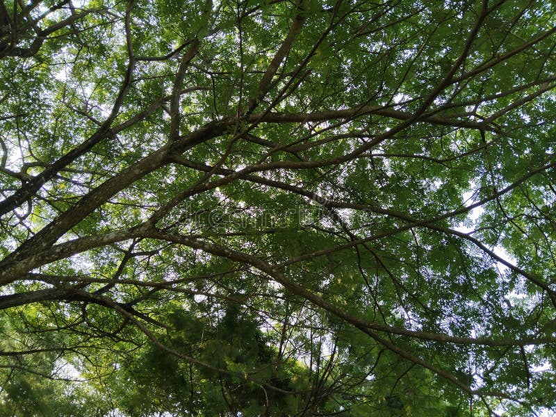 A Big Tree that is Green and Very Beautiful Stock Image - Image of tree ...