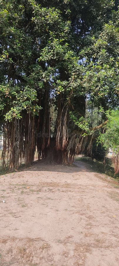 Big tree and ground stock image. Image of green, waterway - 245996251