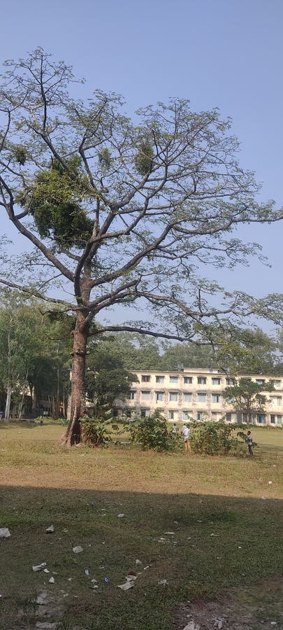 Big tree and ground stock photo. Image of plant, shrub - 245996262