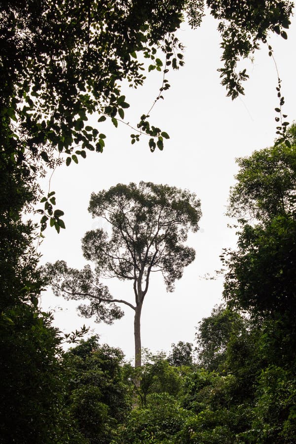 Many Kind of Trees in the Forest. Stock Photo - Image of park, refresh ...
