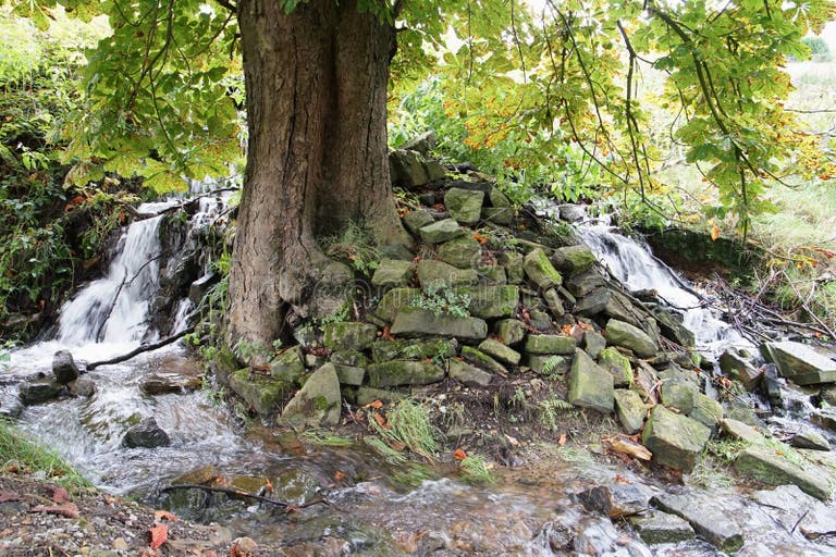 Tree in Wall with Water Each Side Stock Photo - Image of growing, cloud ...
