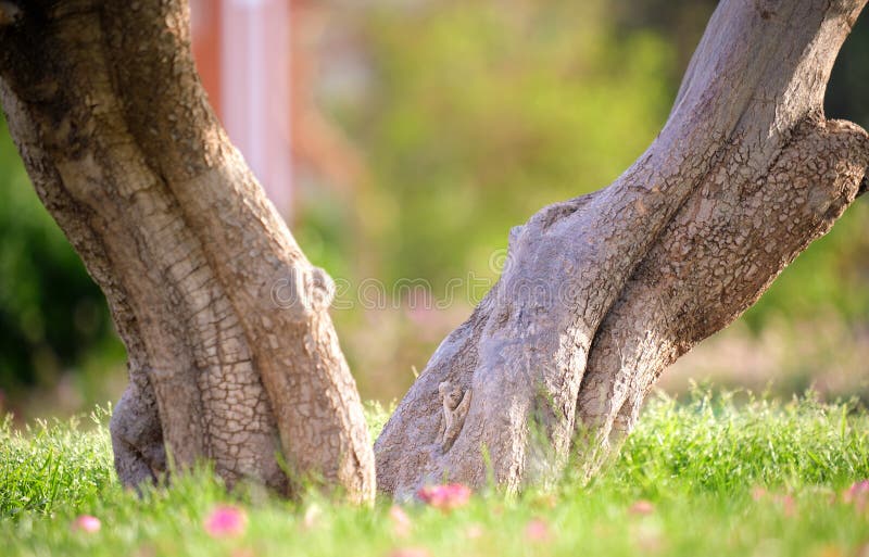 Big Tree Growing in Green Lash Grass. Agriculture and Gardening Stock ...