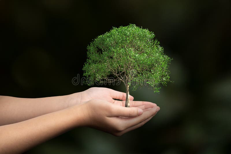Big Tree Growing in Human Hand on Blur Background Stock Image - Image ...