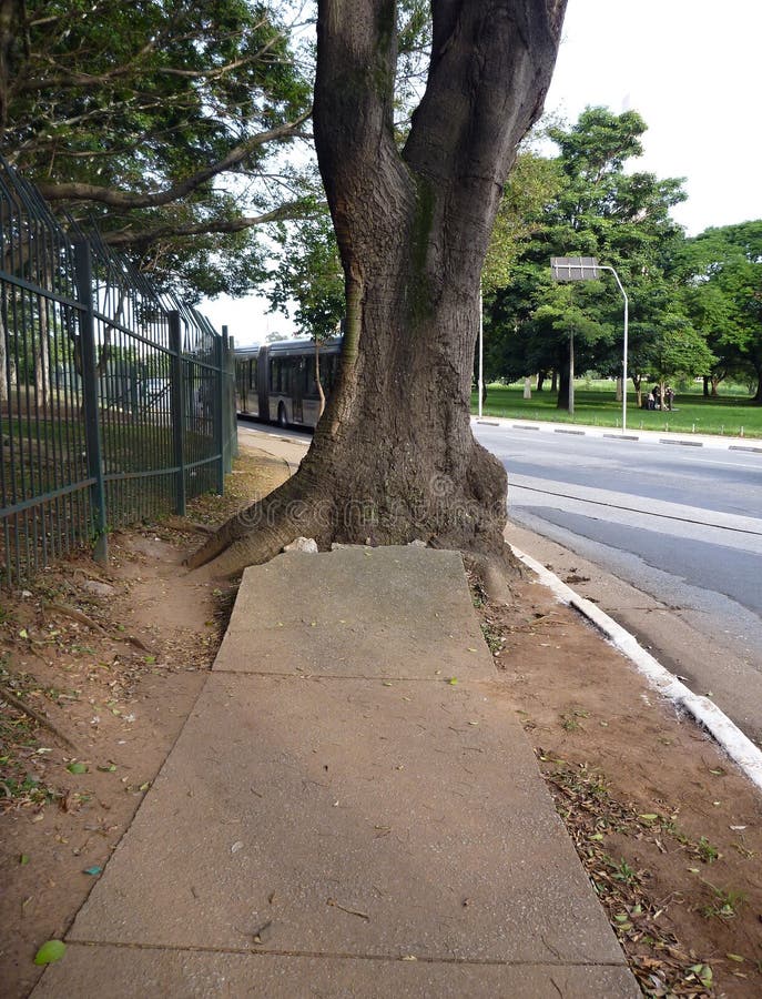 Big Tree Growing Out of Damaged Concrete Sidewalk Stock Photo - Image ...