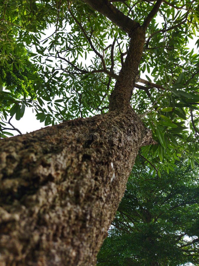Big Tree Growing in the Yard Stock Image - Image of plant, soil: 248329229