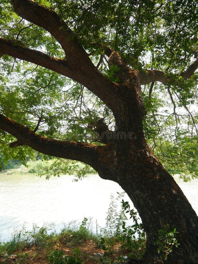 Big tree stock image. Image of leaves, bark, color, tamarind - 74045301