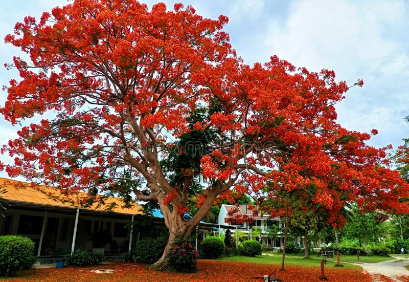 The Big Tree Had Red Flowers, Very Beautiful. Stock Image - Image of ...