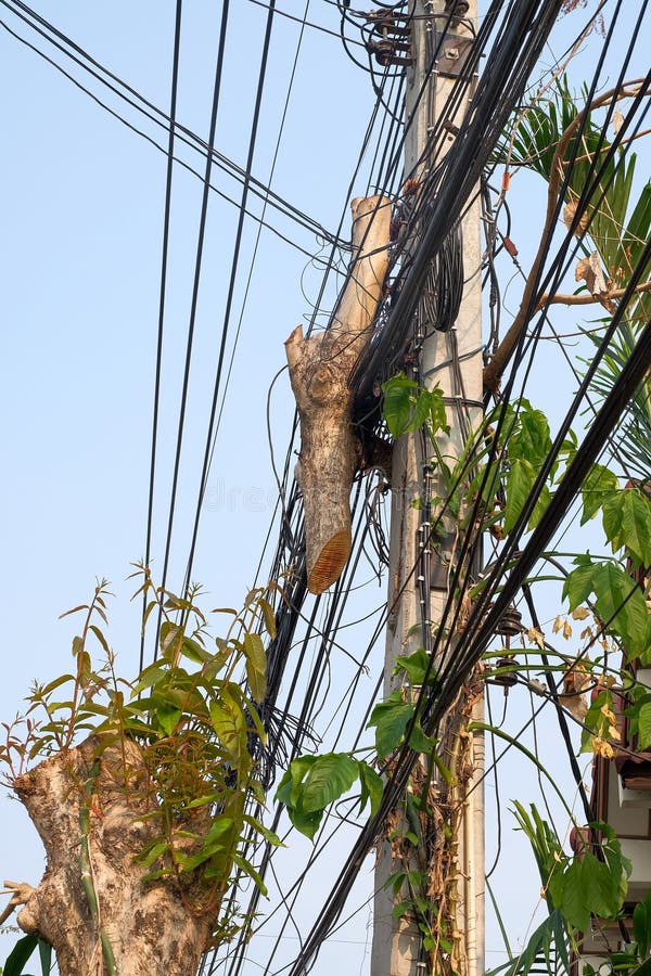 Big Tree Hang on Electric Pole Stock Image - Image of electric, natural ...