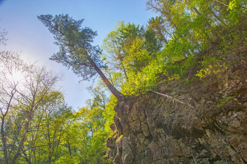 Big Tree Hanging on the Edge of the Cliff, Steep Rock and Edge Keeps ...