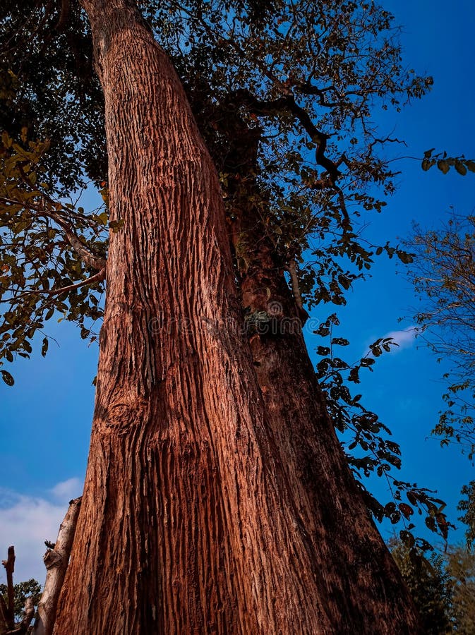 Big Tree Has Different Texture Stock Image - Image of texture, tree ...