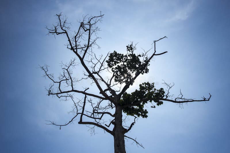 The Big Tree Has Few Leaves.the Background is the Sky and the Sun Stock ...
