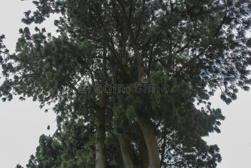 Big tree and many branch stock image. Image of autumn - 204165261