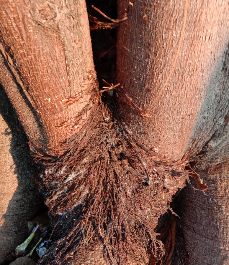 Branching of roots stock image. Image of background - 112442361