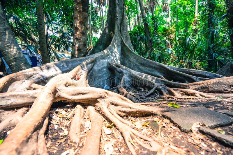 Big Tree Have Buttress Root Stock Image - Image of kinabatangan, nature ...