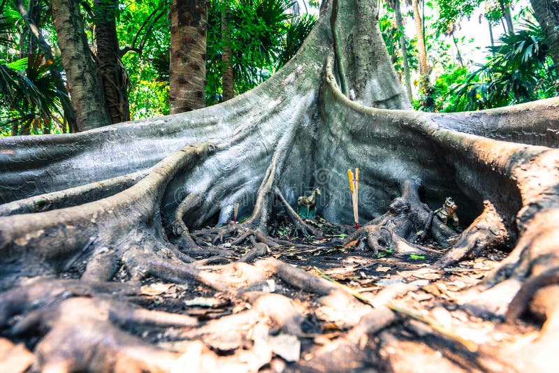 Big Tree Have Buttress Root Stock Photo - Image of asia, huge: 115071074