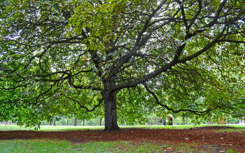 Big Tree in Hide Park, London 2013 Stock Photo - Image of leaf ...
