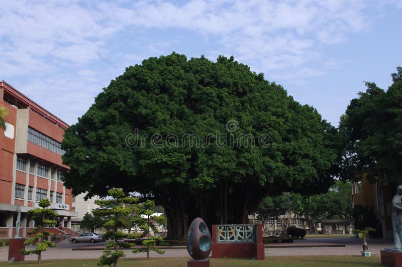 Big tree stock photo. Image of special, tree, green, beautiful - 44947284