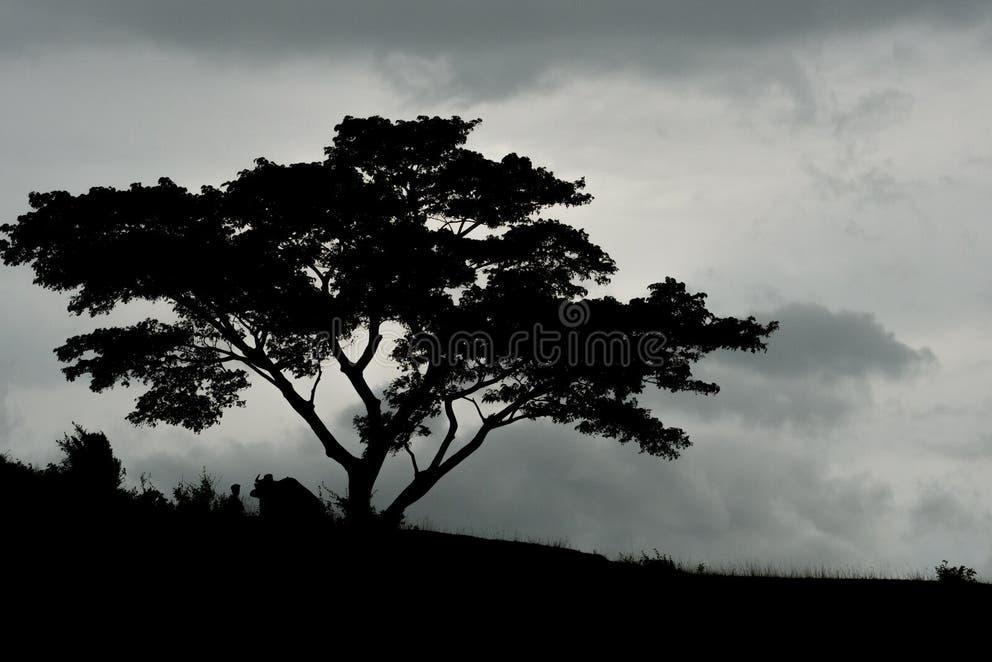 Big Tree on the Hill, Capas Stock Photo - Image of capas, philippines ...