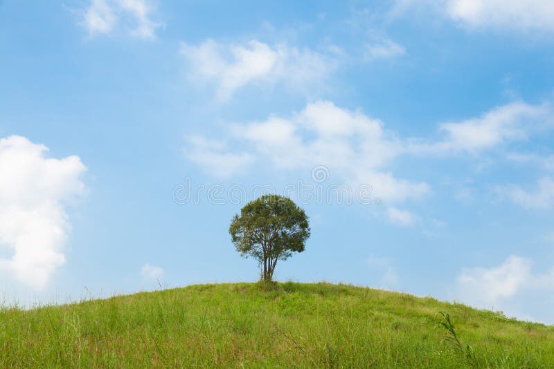 Big tree on the hill stock image. Image of bright, blue - 55344375