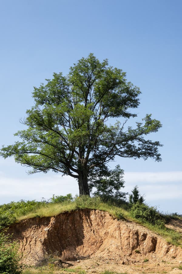 Big Tree on the Hill with Unstable Ground Stock Photo - Image of space ...