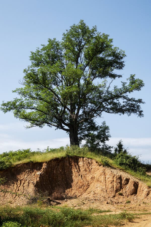 Big Tree on the Hill with Unstable Ground Stock Image - Image of branch ...